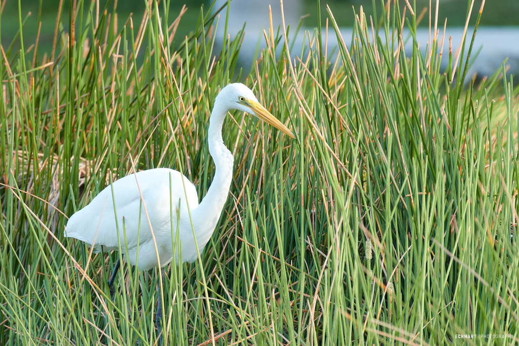 Great Egret from San Antonio Kaua II, Mérida, Yuc., México on March 15 ...