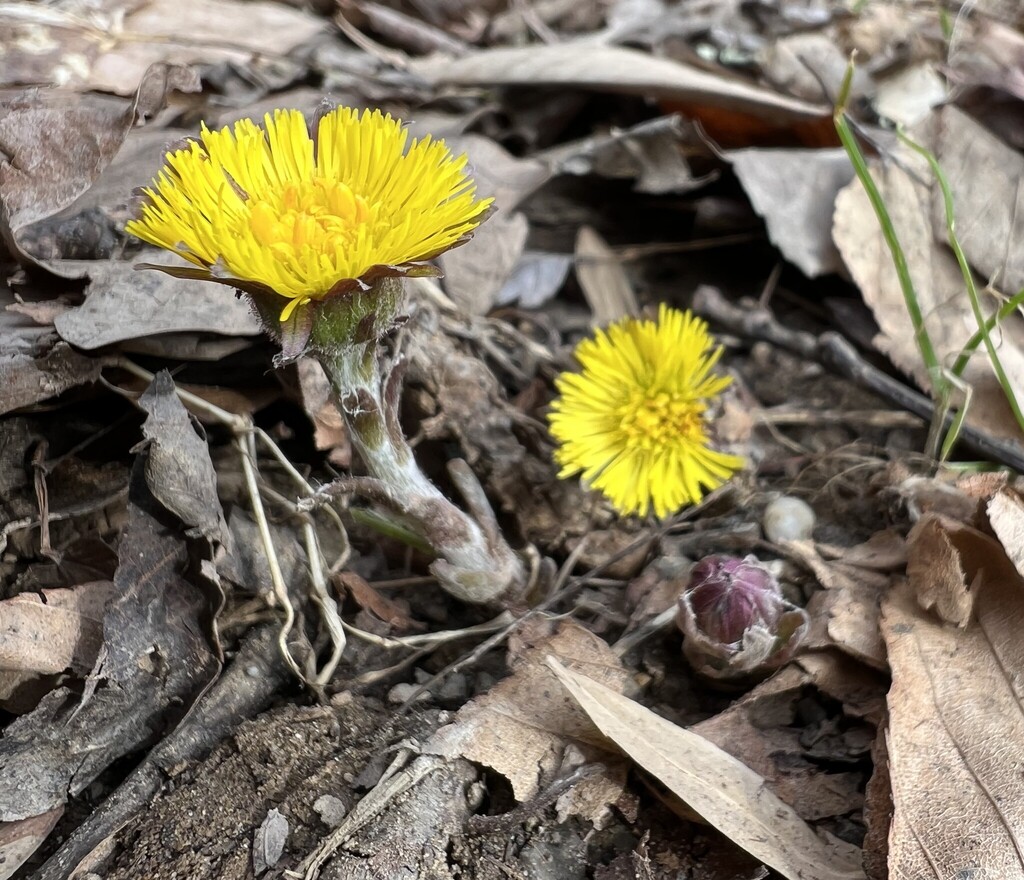 colt's-foot in March 2025 by rbartgis · iNaturalist