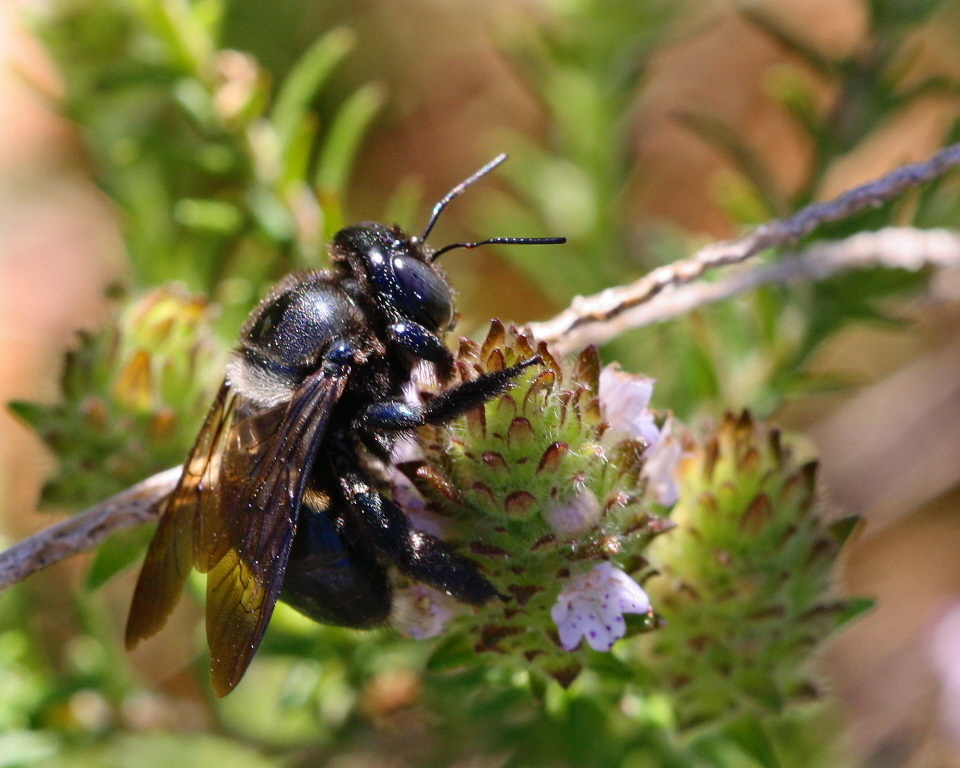 Southern Carpenter Bee from Florida, United States on March 05, 2012 at ...