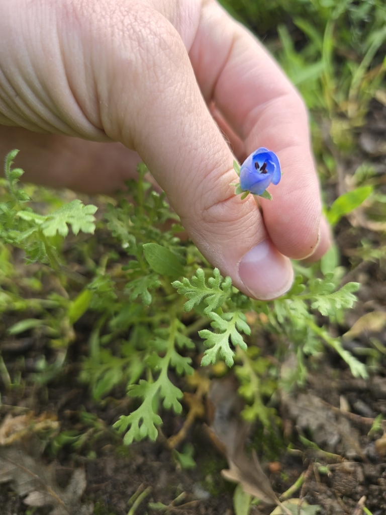 Menzies' baby blue eyes from Vacaville, CA, USA on March 15, 2025 at 09 ...