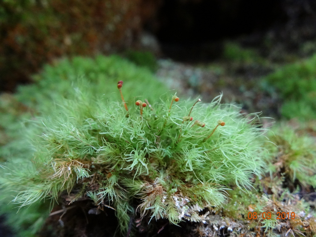 Common Apple-moss from Comox Valley, BC, Canada on August 9, 2019 at 11 ...