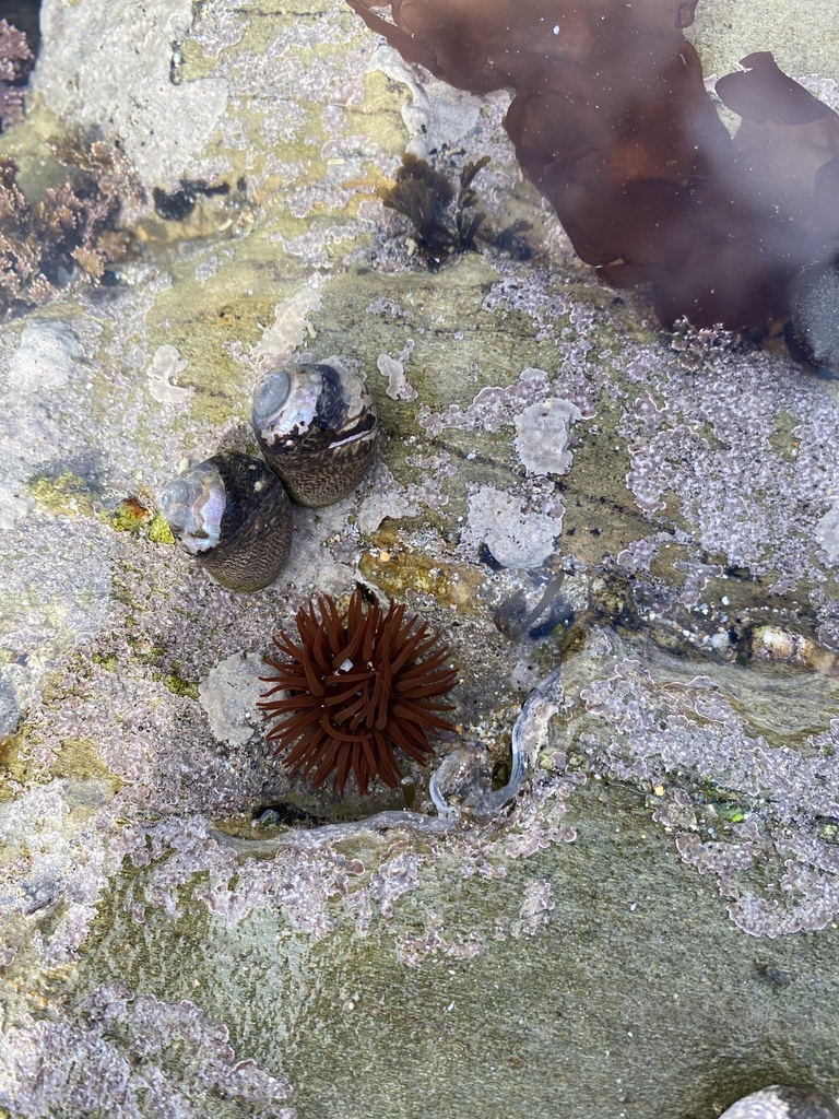 Atlantic Beadlet Anemone from Cliff Road, Falmouth, England, GB on ...