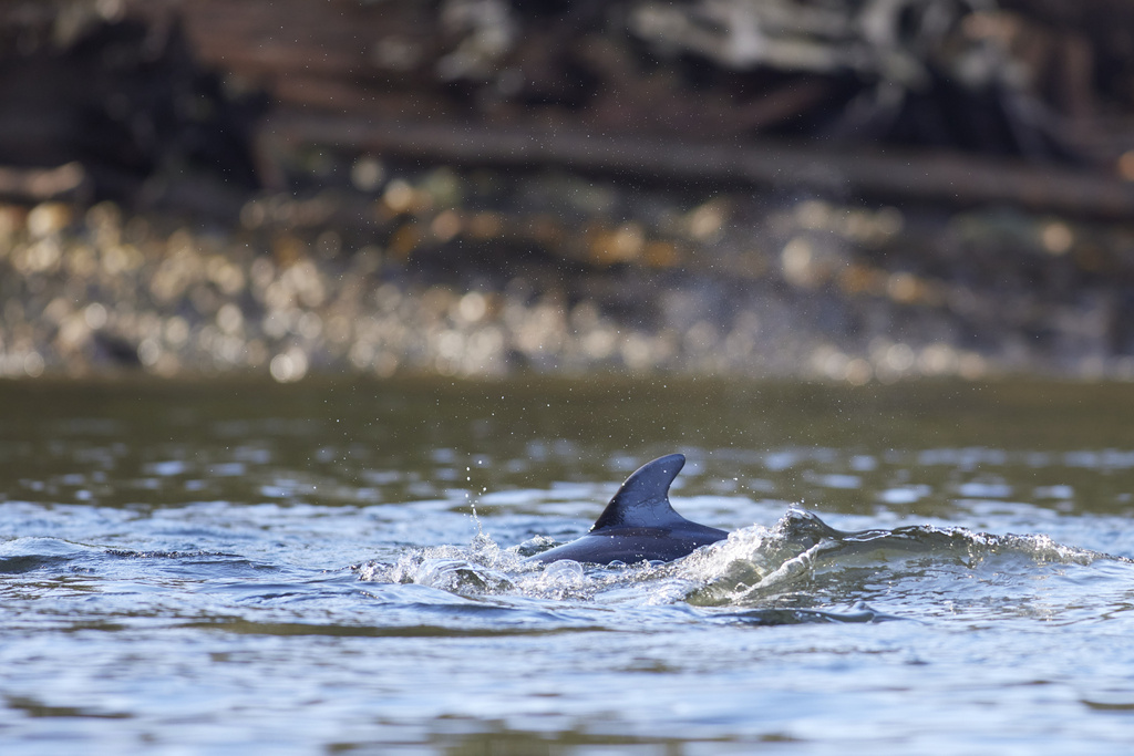 Pacific White-sided Dolphin from Porteau Cove, Squamish-Lillooet, BC ...