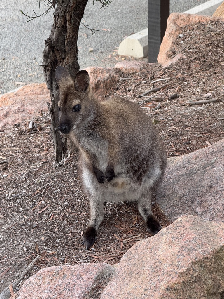 Bennett's Wallaby from Freycinet TAS 7215, Australia on December 13 ...