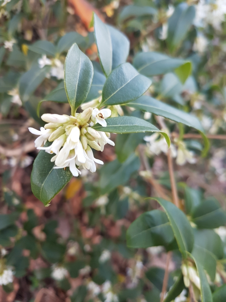 Common Privet from The McKenzie Pavilion, Finsbury Park, London N4 2NQ ...