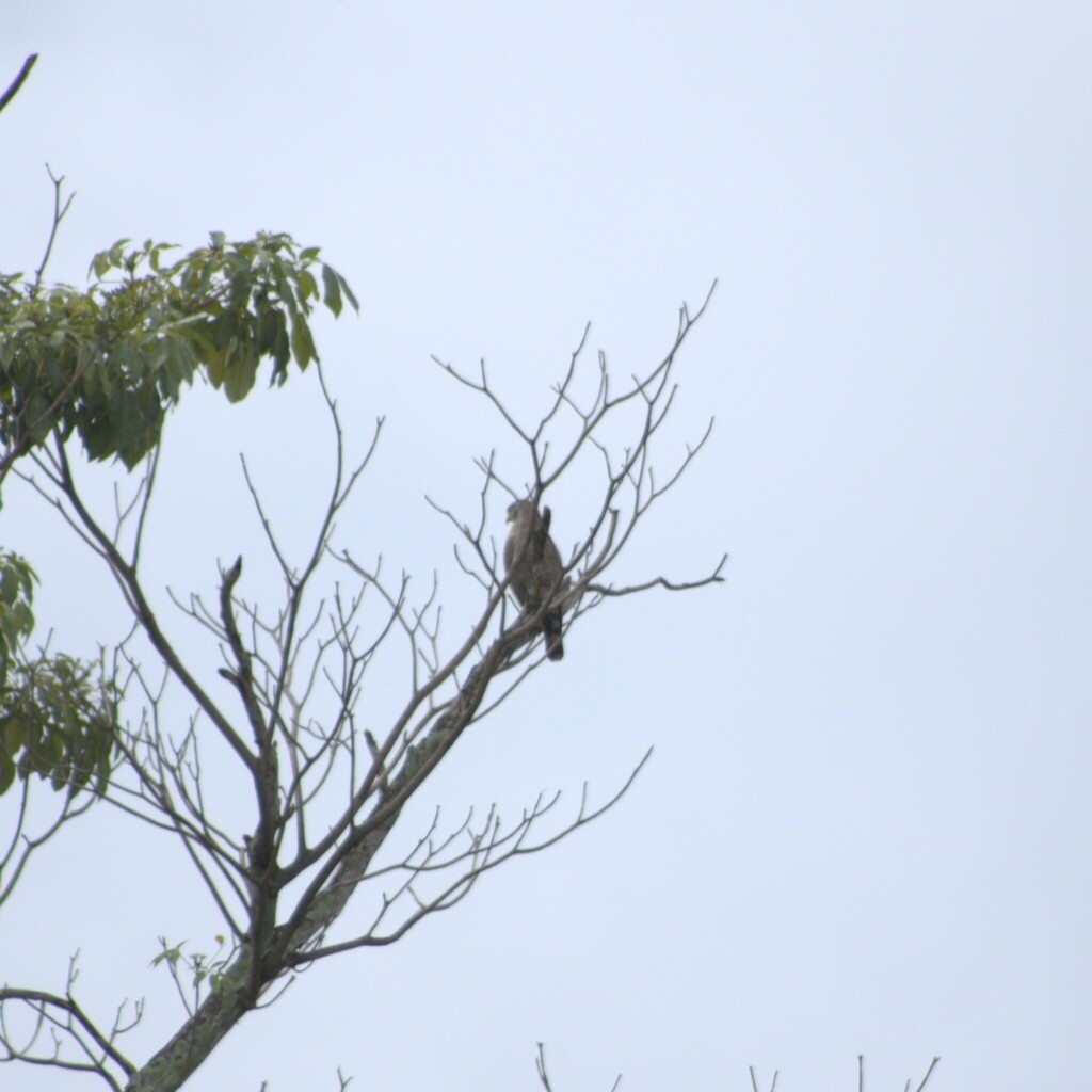 Roadside Hawk from Carrizal, 86108 Villahermosa, Tab., México on ...