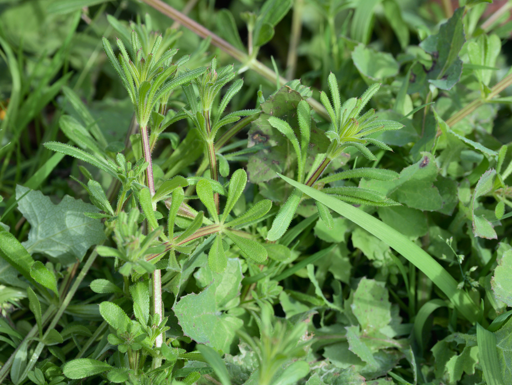 catchweed bedstraw from Abbey Wood, London, UK on March 15, 2025 at 10: ...