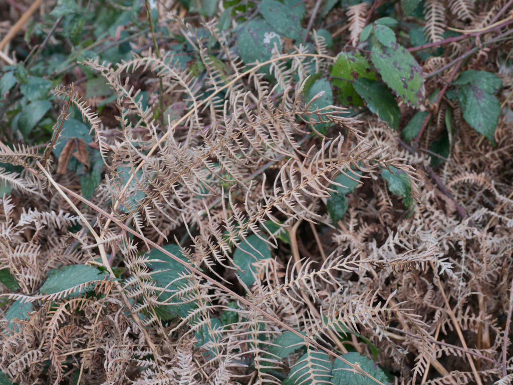 common bracken from London, UK on March 15, 2025 at 11:31 AM by Daniel ...