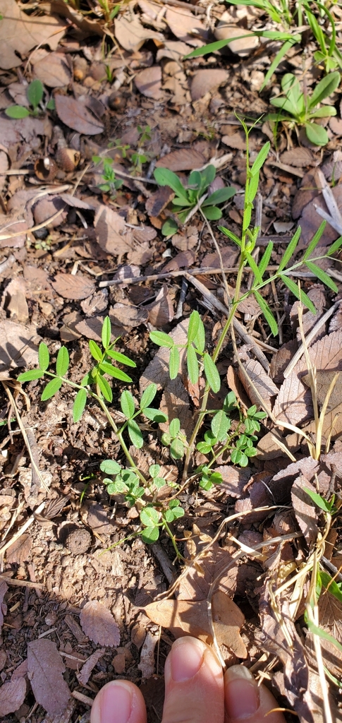 Common Vetch from Paradise, TX 76073, USA on March 15, 2025 at 10:39 AM ...