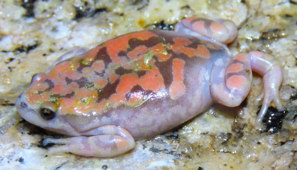 Marbled rubber frog from Blutkuppe Campsite, Namibia on February 12 ...