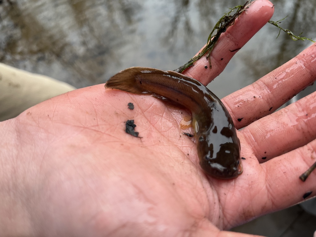 Tadpole Madtom in March 2025 by Matthew · iNaturalist