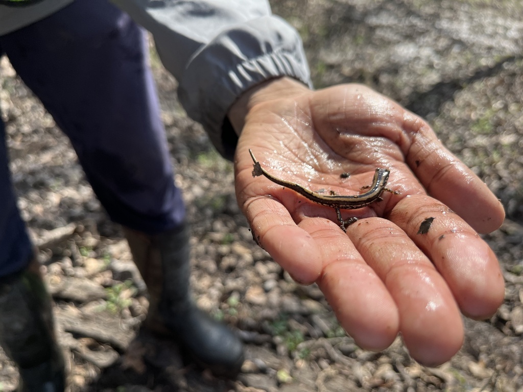 Three-lined Salamander in March 2025 by Matthew · iNaturalist