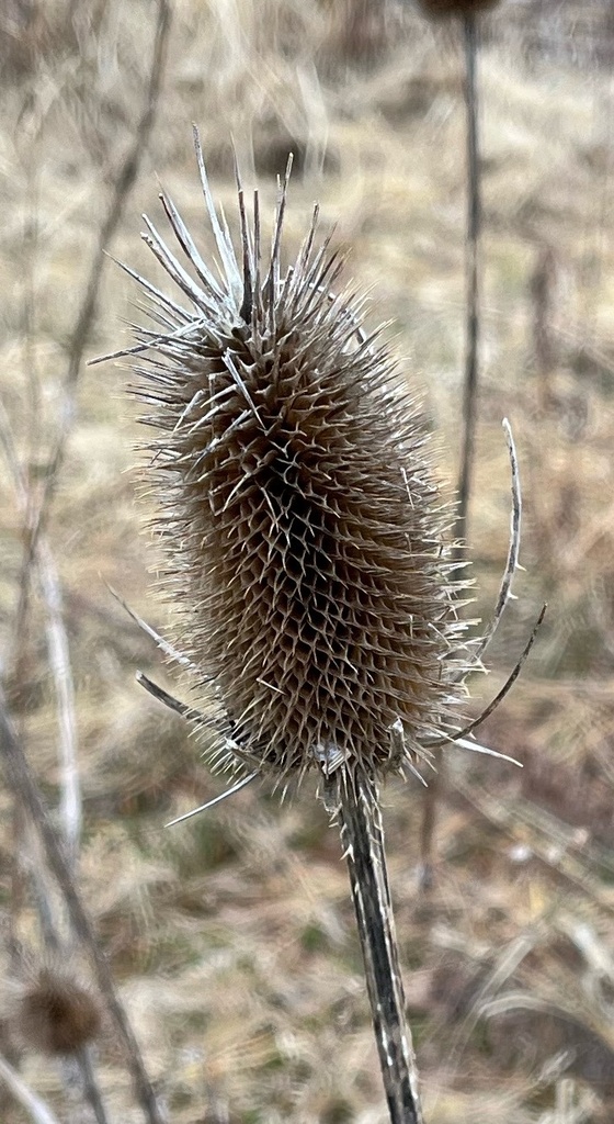 wild teasel from Blue Mash Nature Trail, Gaithersburg, MD, US on March ...