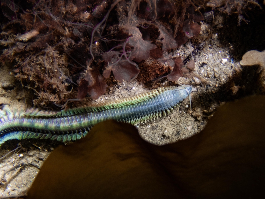 King Ragworm from Dänemark on March 15, 2025 by Janine H. · iNaturalist