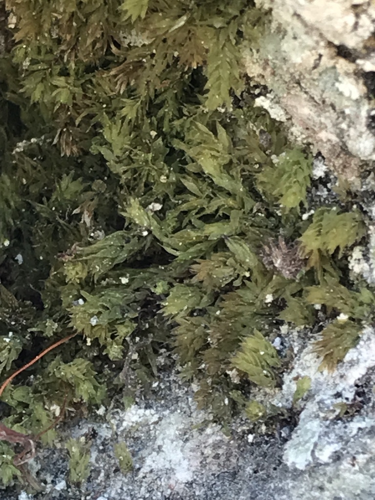 Opal Nodding Moss from Te Waipounamu / South Island, Castle Hill ...