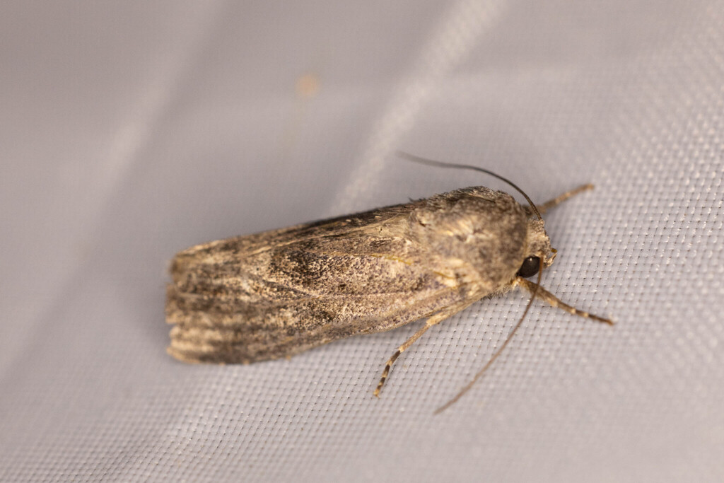 Fall Armyworm Moth from Anderson Mill, Austin, TX 78750, USA on March ...