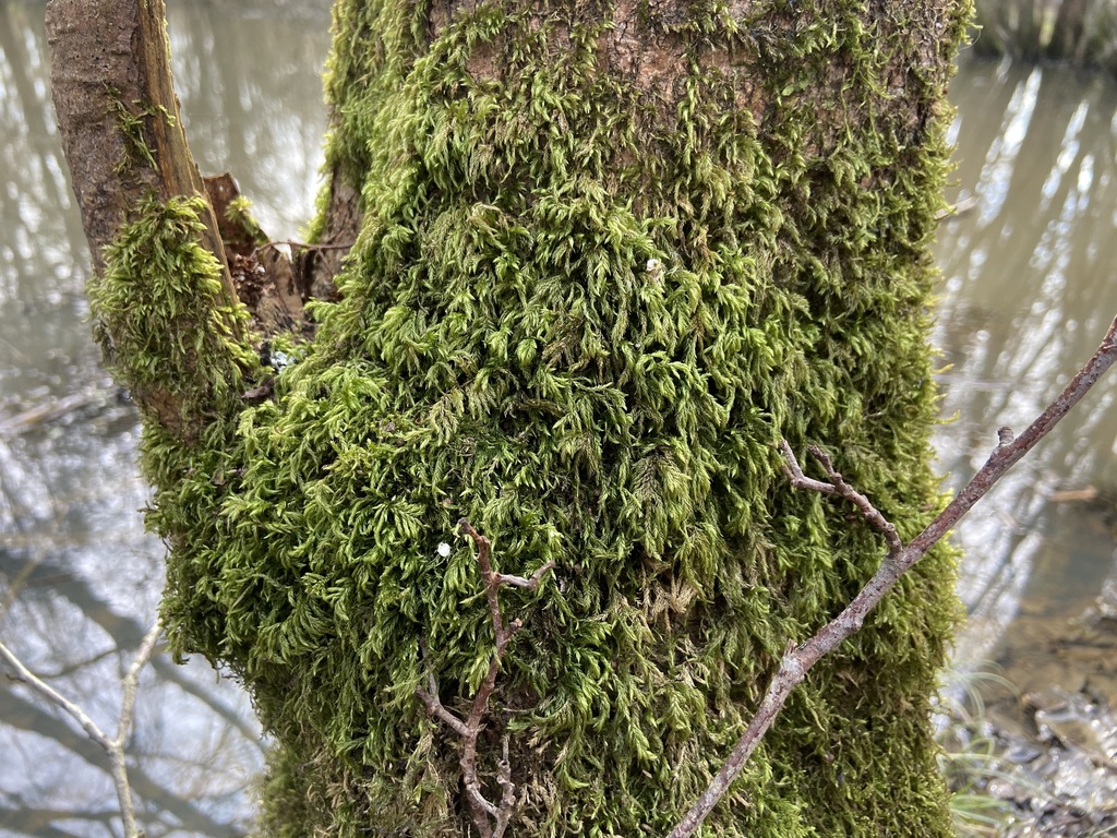Mouse-tail Moss from West Sussex, UK on March 8, 2025 at 01:58 PM by ...
