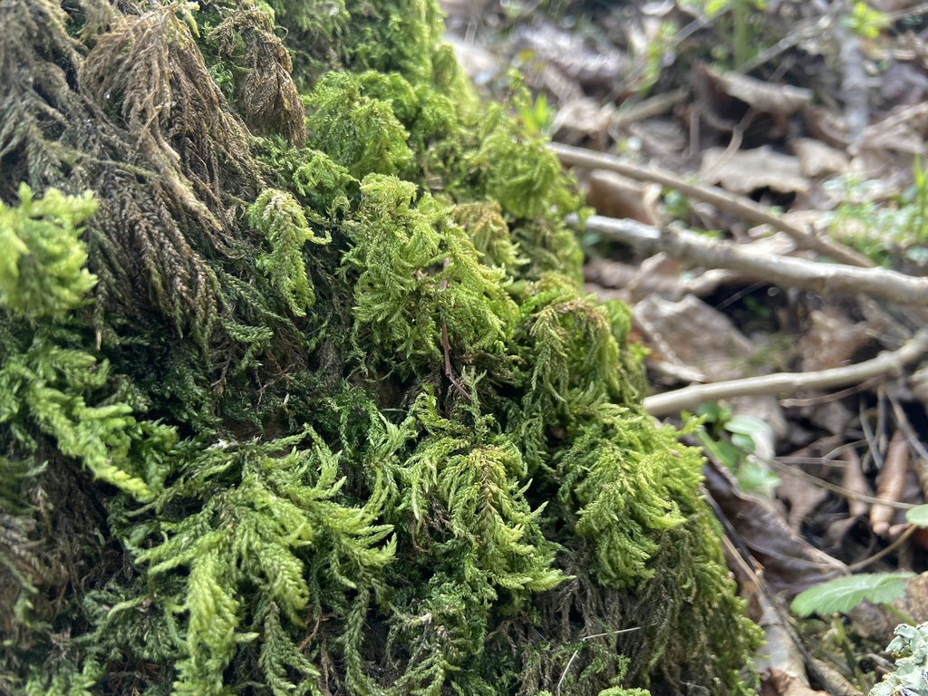 Fox-tail Feather-moss from West Sussex, UK on March 8, 2025 at 02:12 PM ...