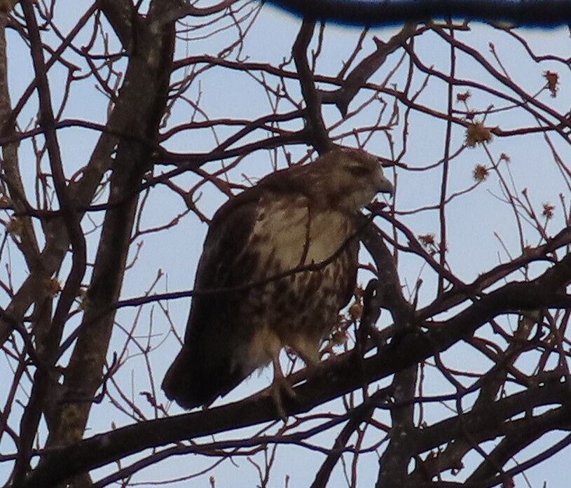 Red-tailed Hawk from 241 Shingle Oak Ln, Nellysford, VA 22958, USA on ...