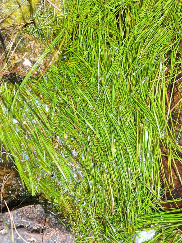 Alpine Quillwort from Rainbow 7072, New Zealand on March 13, 2025 at 01 ...