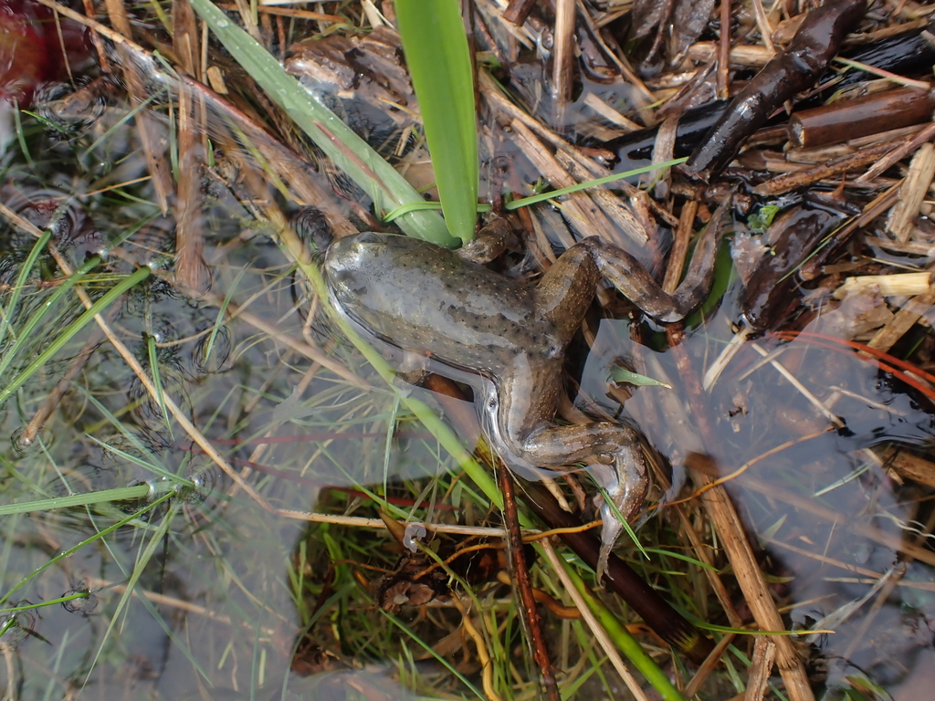 American Bullfrog from Mason County, WA, USA on March 15, 2025 at 10:55 ...