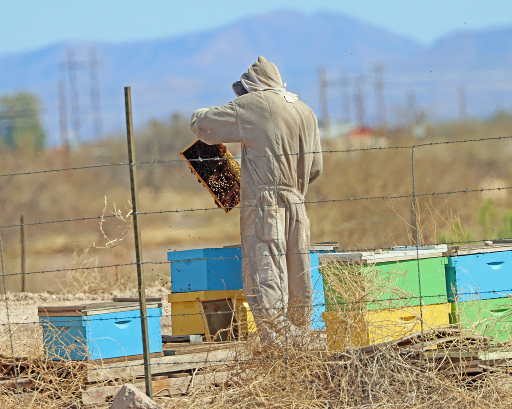 Western Honey Bee from Pima County, AZ, USA on March 12, 2025 at 02:29 ...