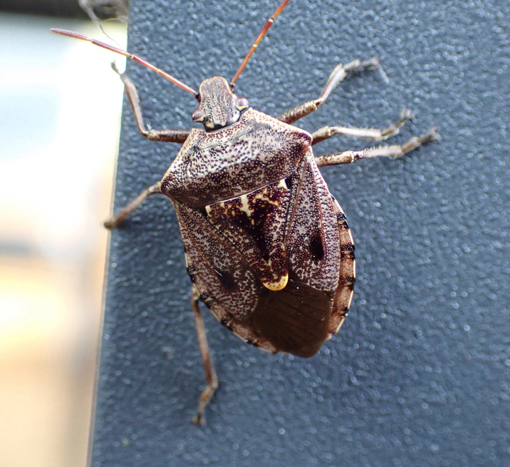 Brown soldier bug from Rarangi Way, Wellington, Wellington, NZ on March ...