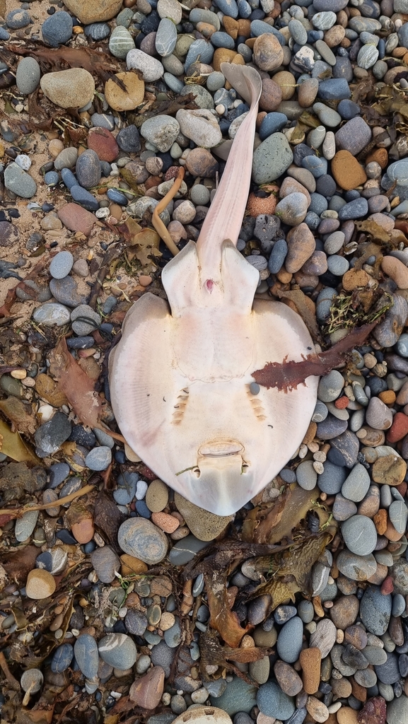 Common Stingaree from Bulli NSW 2516, Australia on March 16, 2025 at 07 ...