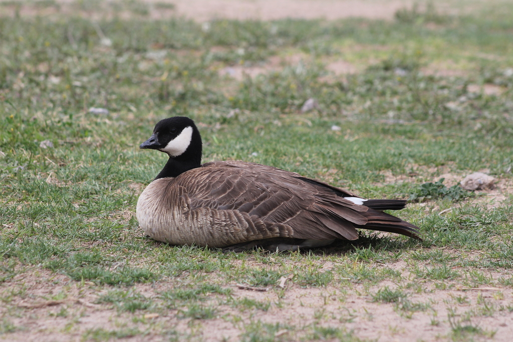 Cackling Goose from Juárez, Chih., México on March 14, 2025 at 11:38 AM ...