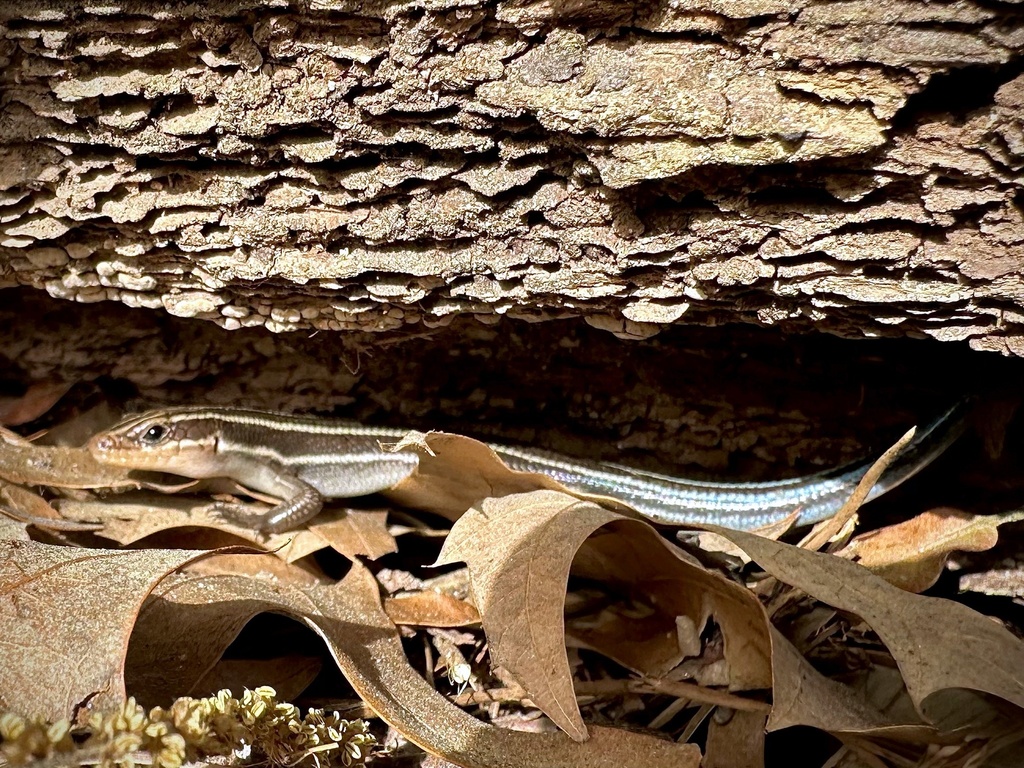 Common Five-lined Skink from Houston Arboretum & Nature Center, Houston ...