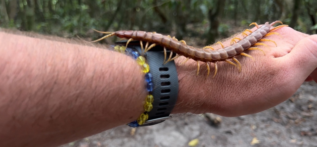 Caribbean Giant Centipede in March 2025 by mywildbackyard · iNaturalist