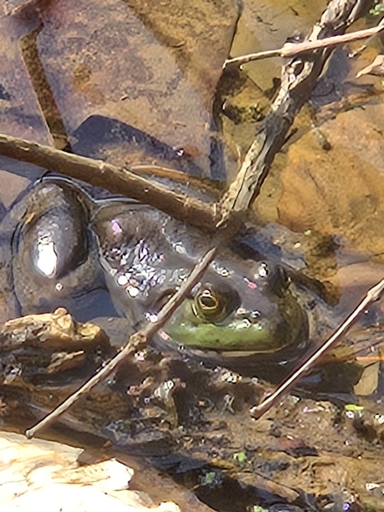 American Bullfrog from Tucker, GA 30084, USA on March 14, 2025 at 04:05 ...