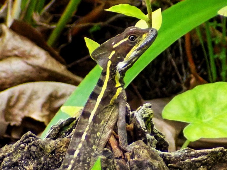 Brown Basilisk from West Palm Beach, FL 33415, USA on May 18, 2019 at ...
