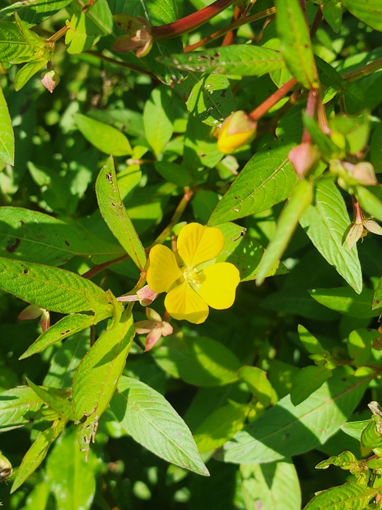 Mexican Primrose-willow from 30817 Chis., México on March 15, 2025 at ...