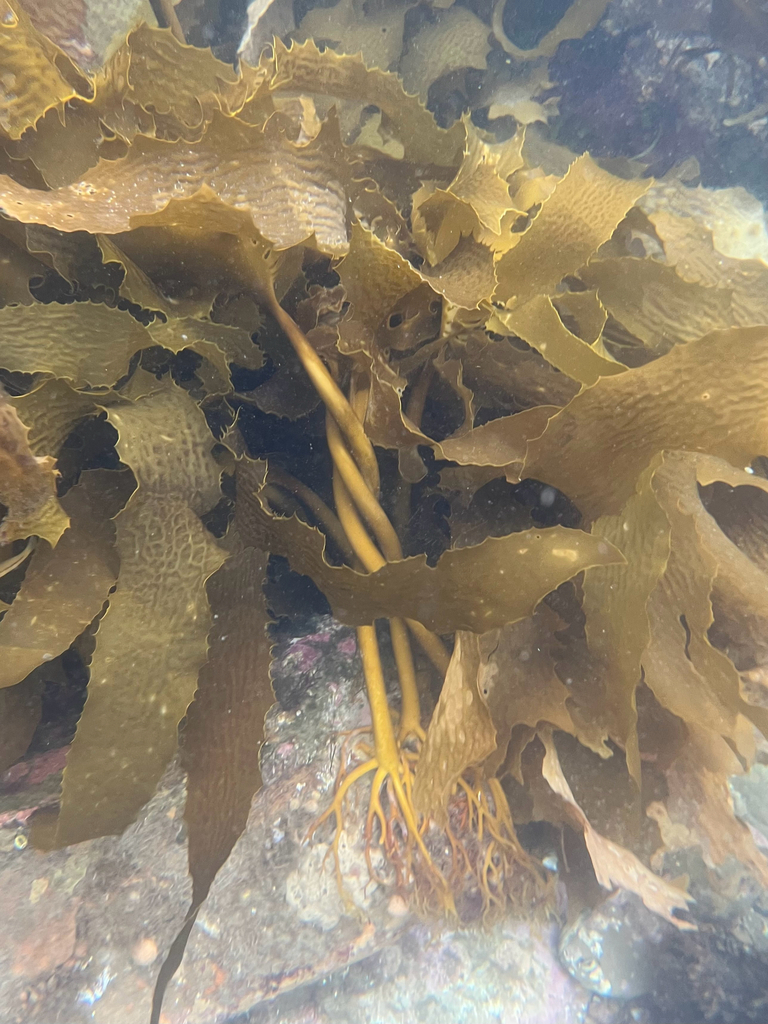 Common Kelp from Tinderbox, TAS, AU on March 15, 2025 at 02:52 PM by ...