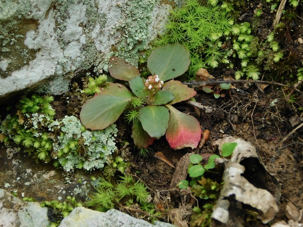 Virginia saxifrage in March 2025 by Michael J. Papay · iNaturalist