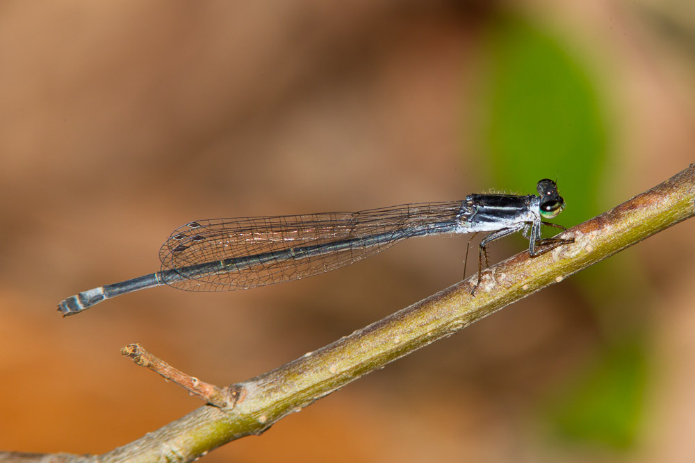 Caballito de doble estigma (Insectos del Municipio de Jilotepec ...