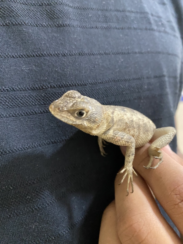 Peters' Lava Lizard from Maragogi, BR-AL, BR on March 15, 2025 at 08:23 ...