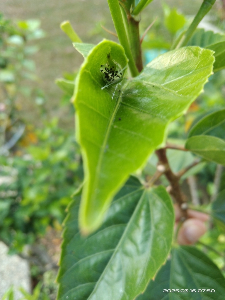 Cotton Leaf Roller from Kaohsiung, TW-KH, TW on March 16, 2025 at 07:51 AM by 余世文 · iNaturalist