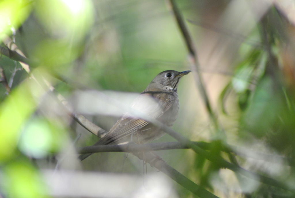 Gray-cheeked Thrush from Sarasota County, FL, USA on May 08, 2017 at 05 ...