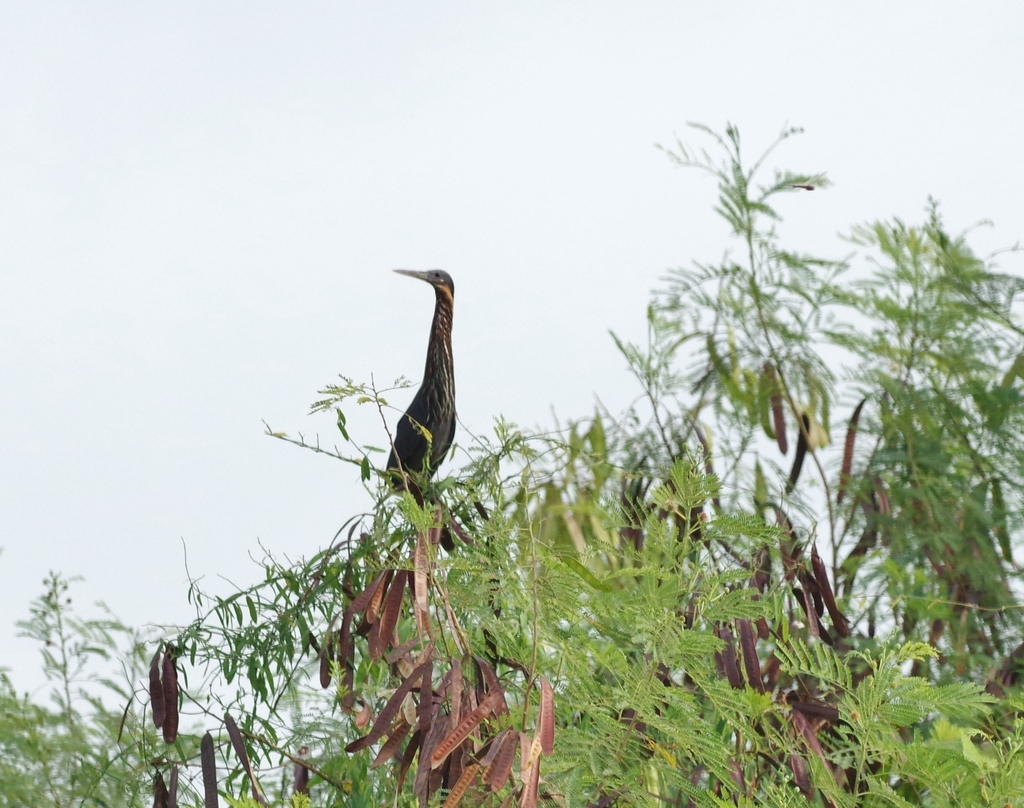 Black Bittern from Baan Tye Wang Hotel on May 13, 2015 at 06:22 AM by ...