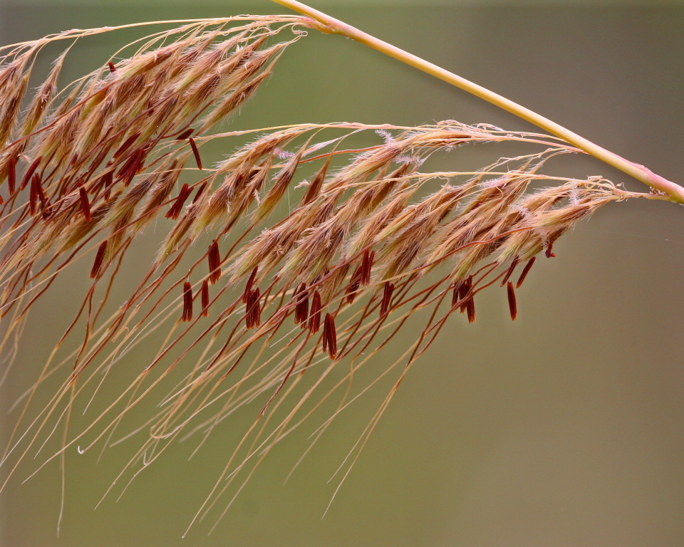 Lopsided Indiangrass (Plants of Jekyll Island, GA) · iNaturalist