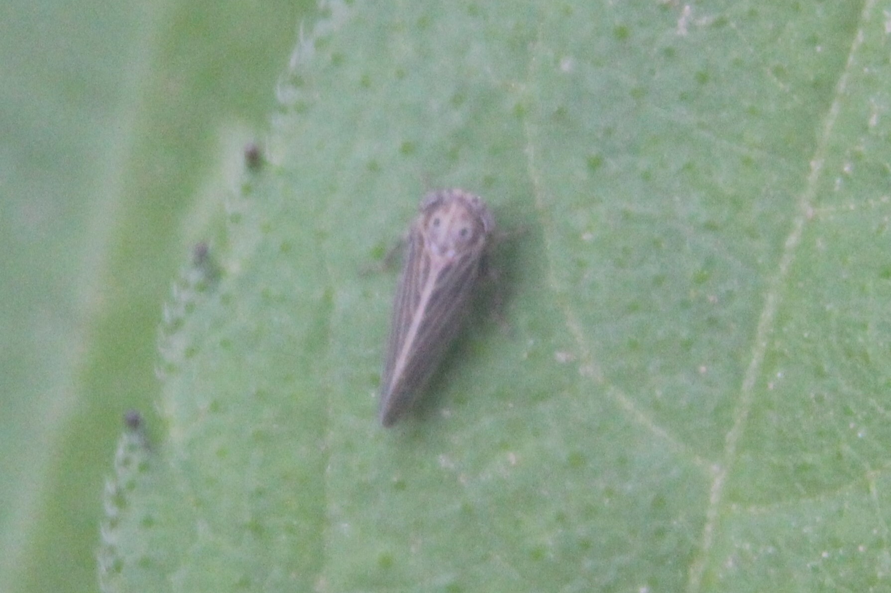 Agallia constricta | Insect Vectors of Plant Disease