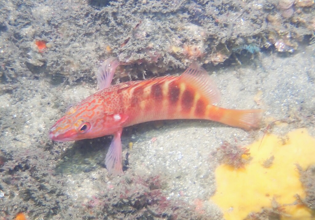 Halfbanded Seaperch from Sydney NSW, Australia on March 13, 2025 at 07: ...