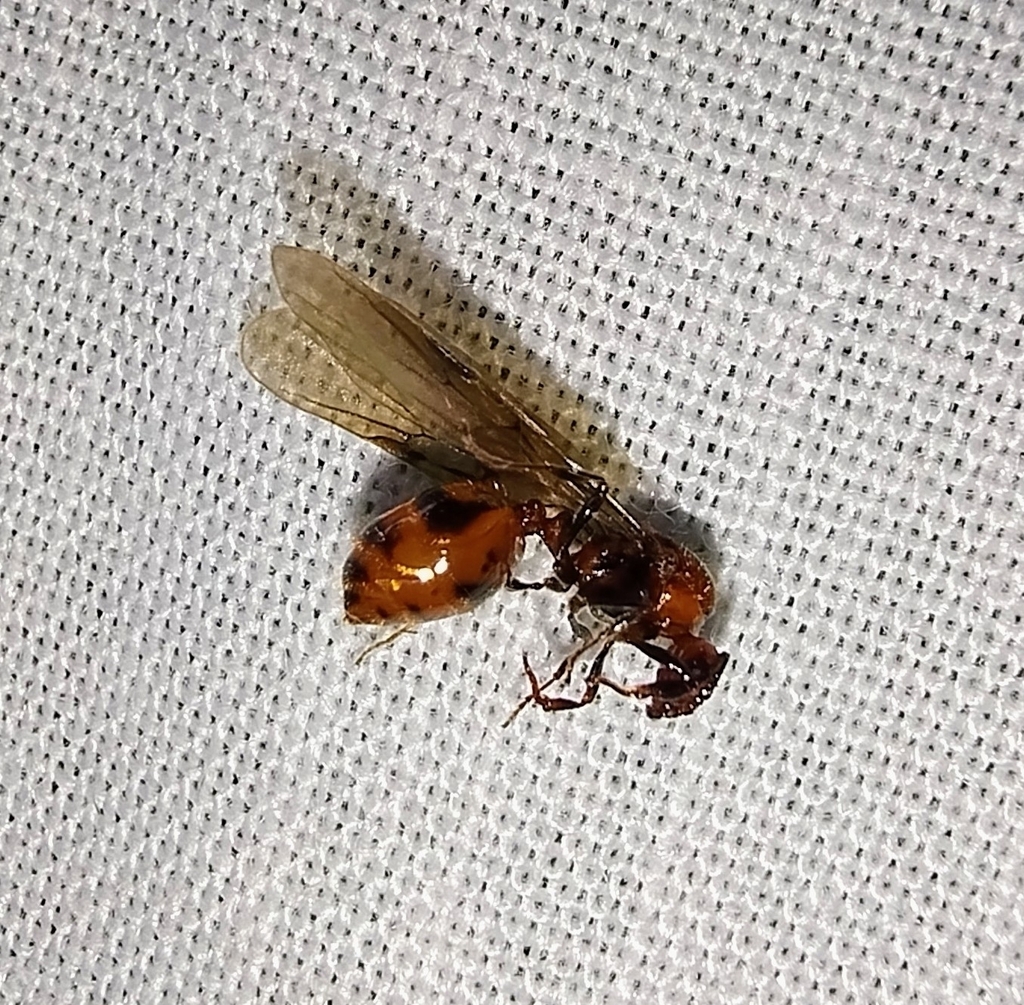 Southern Ant from Forbury Rd, 232, St Clair, Dunedin 9012, New Zealand ...