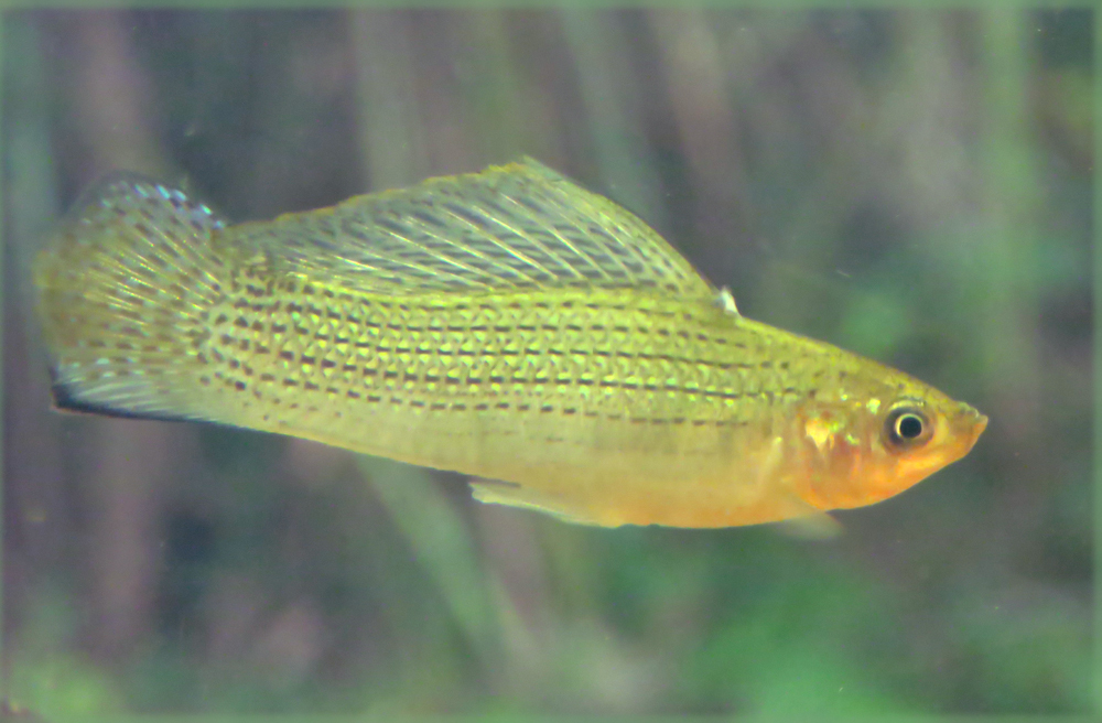 Sailfin Molly (Florida Freshwater Fish) · iNaturalist