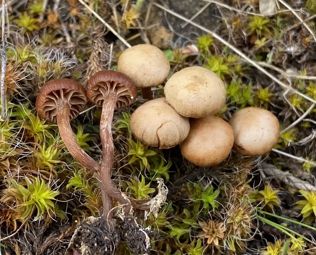 mountain moss deconica in March 2025 by Ed Barge · iNaturalist