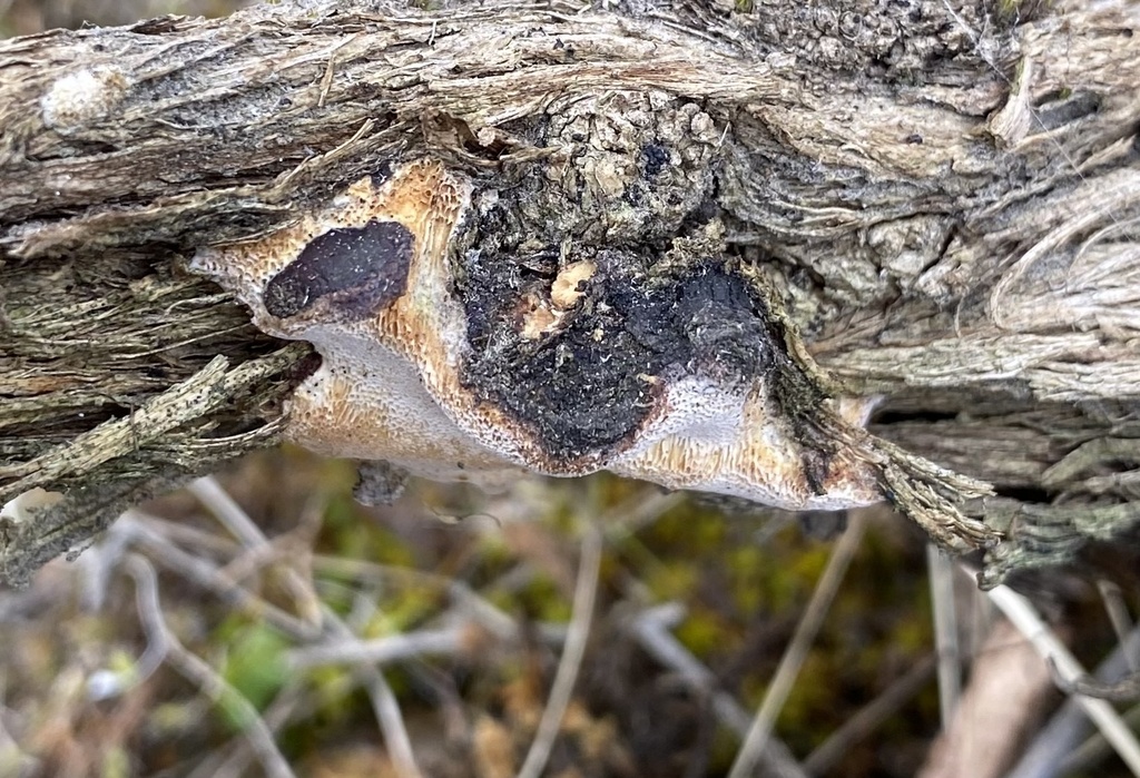 Picipes in March 2025 by Ed Barge. On Artemisia tridentata wood ...