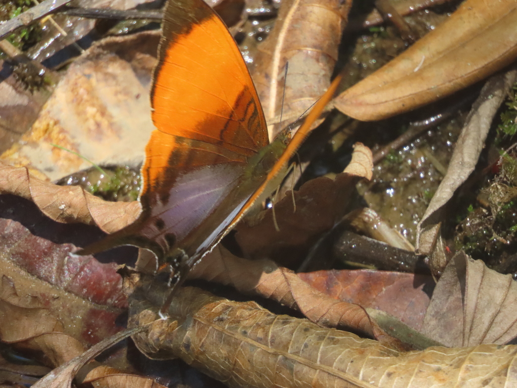 Pansy Daggerwing from Hornito, Provincia de Chiriquí, Panamá on March ...
