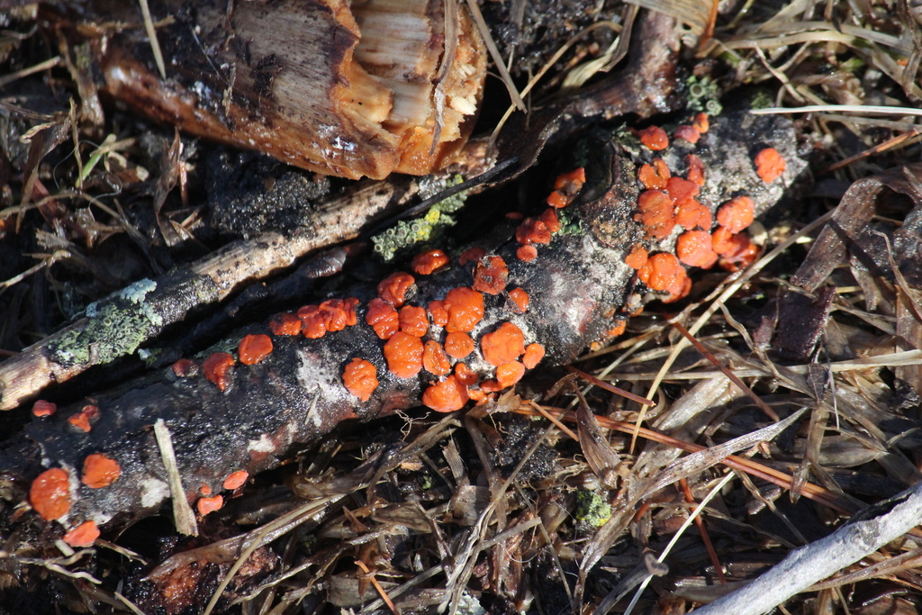 Red Tree Brain Fungus from Vadnais Heights, MN, USA on March 10, 2025 ...